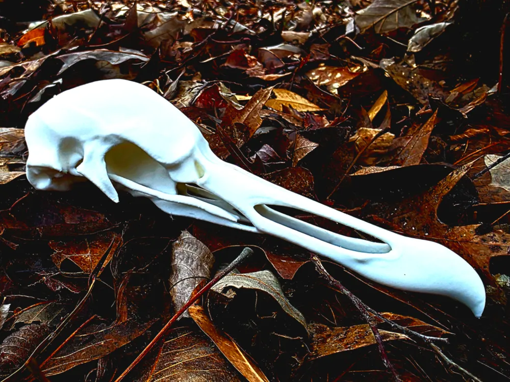 "Turkey Vulture" Skull by dtm247 - MakerWorld