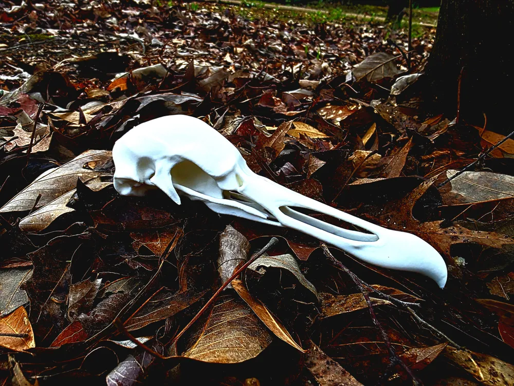 "Turkey Vulture" Skull by dtm247 - MakerWorld