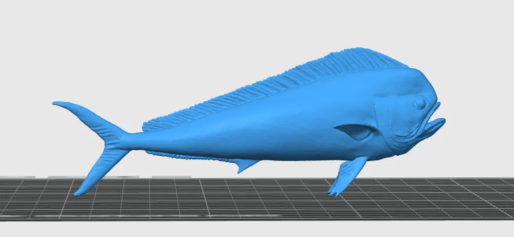 Mahi Mahi Fish (Coryphaena hippurus) - Free 3D Print Model - MakerWorld