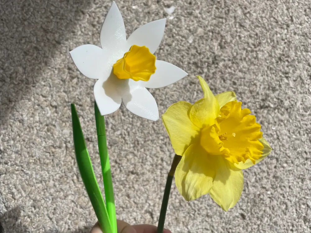 Bello narciso - Día Internacional de la Mujer por soukup273 - MakerWorld