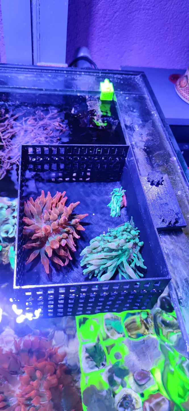 Anemone box for mounting on aquarium rail by kikireef - MakerWorld