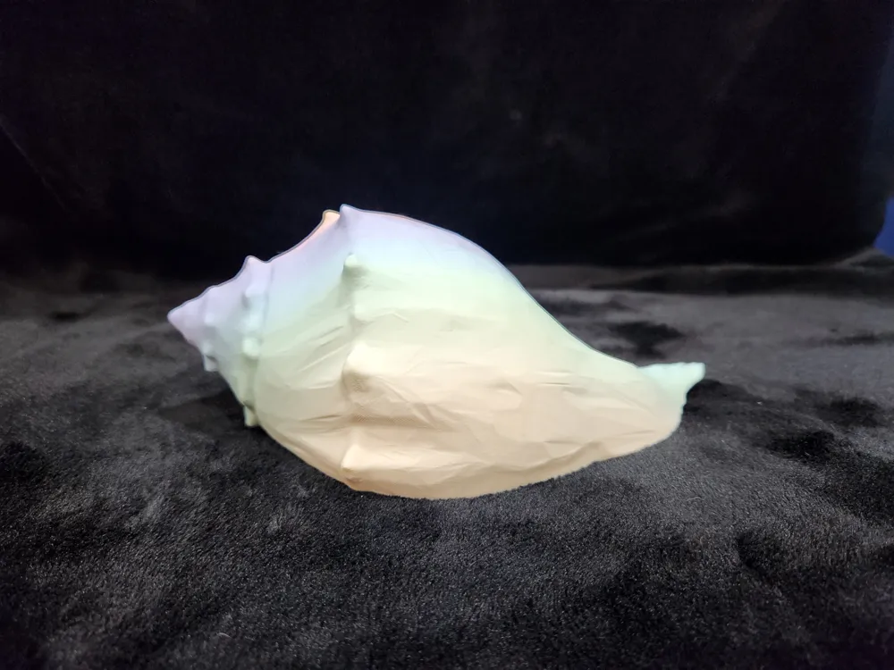 Conch Shell / Seashell - 3d Scan by Jamboodle - MakerWorld