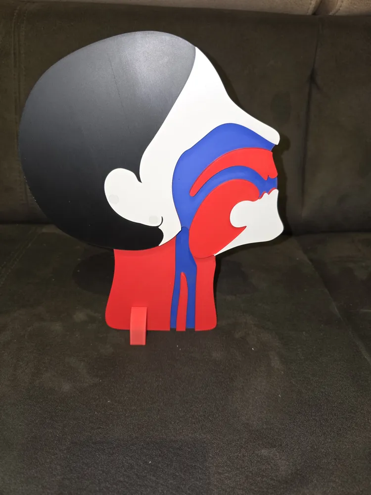 Head Section Model by Phönix - MakerWorld