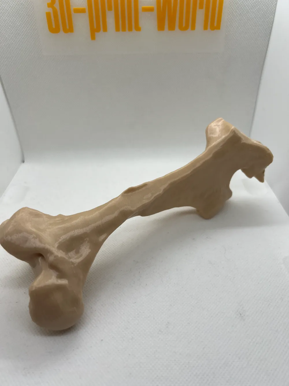 Detailed Cattle Femur (Thigh)Bone - Free 3D Print Model - MakerWorld