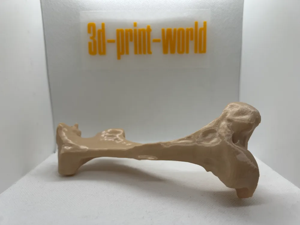 Detailed Cattle Femur (Thigh)Bone - Free 3D Print Model - MakerWorld