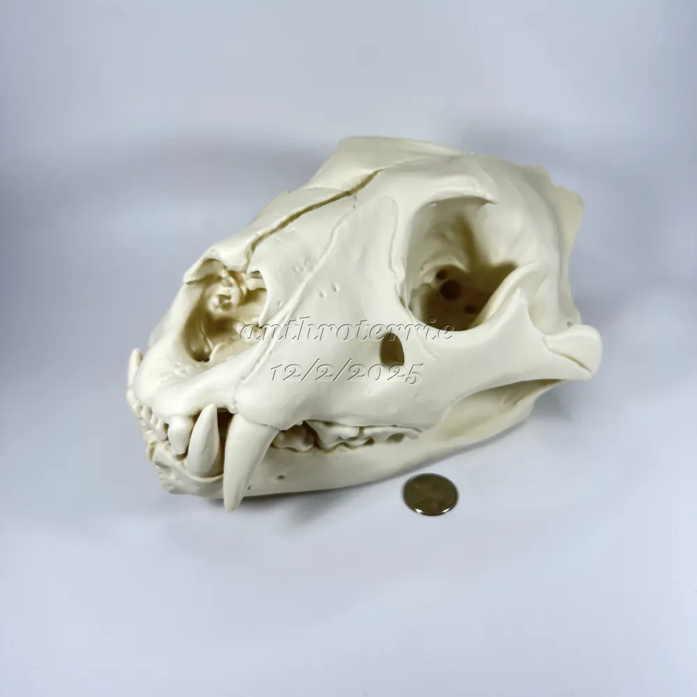 Lion Cranium and Mandible - Free 3D Print Model - MakerWorld