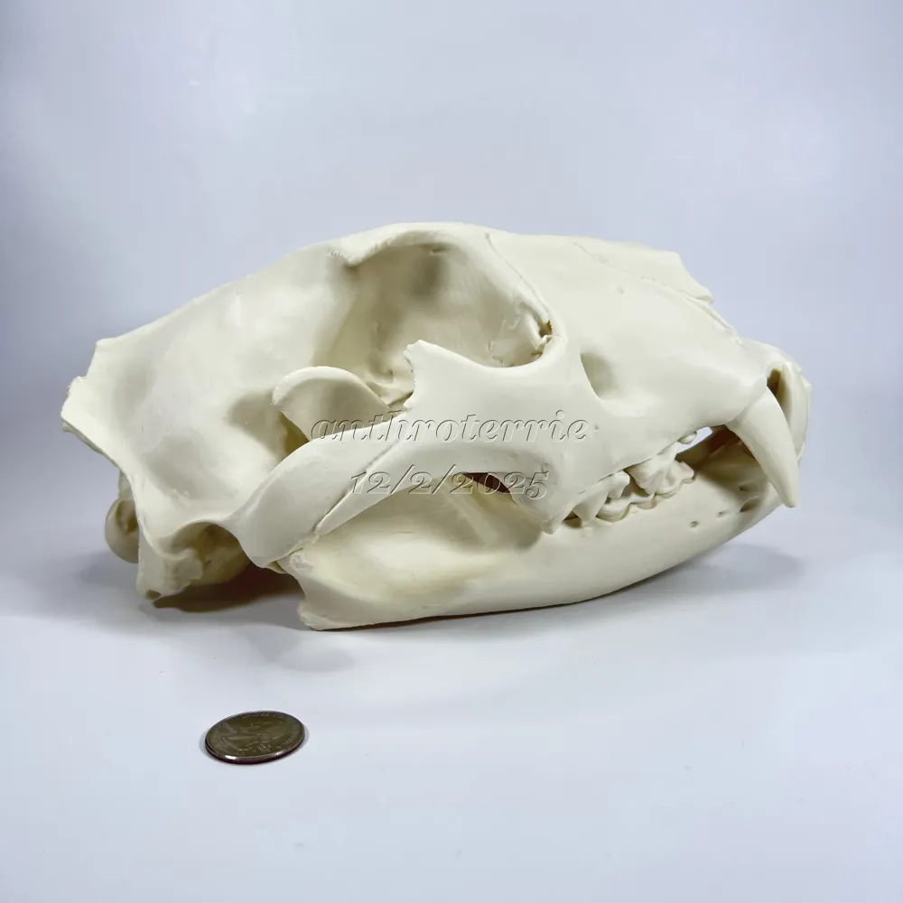Lion Cranium and Mandible - Free 3D Print Model - MakerWorld