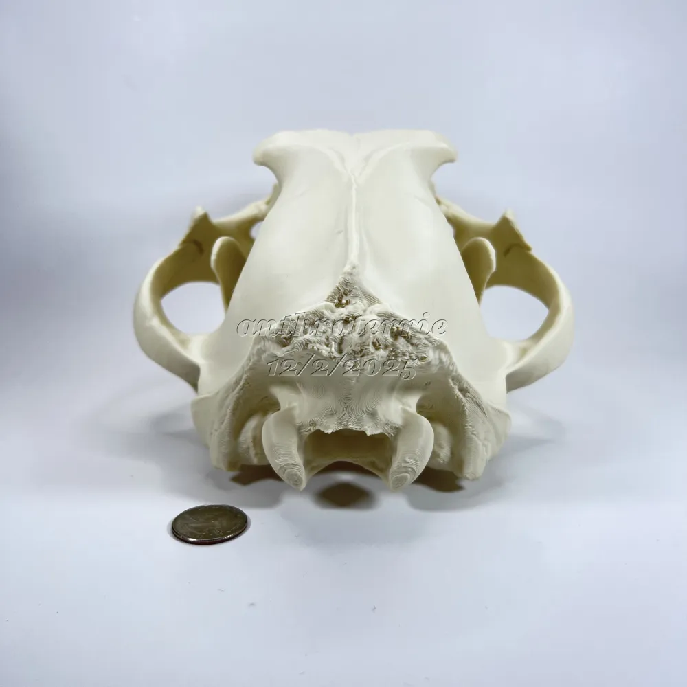 Lion Cranium and Mandible - Free 3D Print Model - MakerWorld