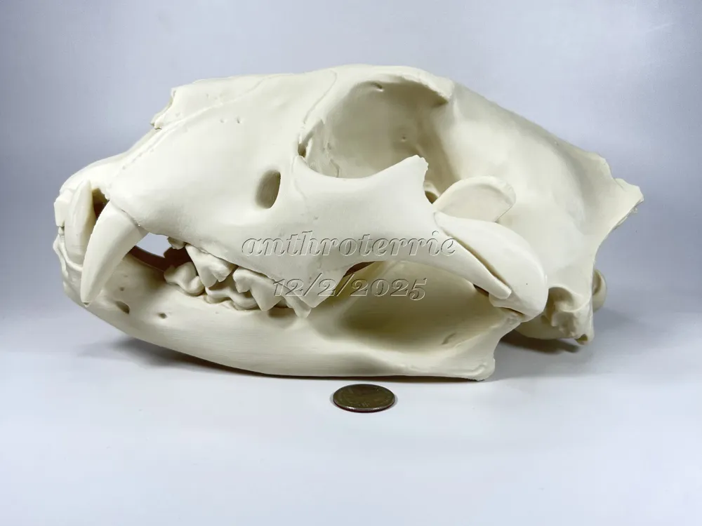 Lion Cranium and Mandible - Free 3D Print Model - MakerWorld