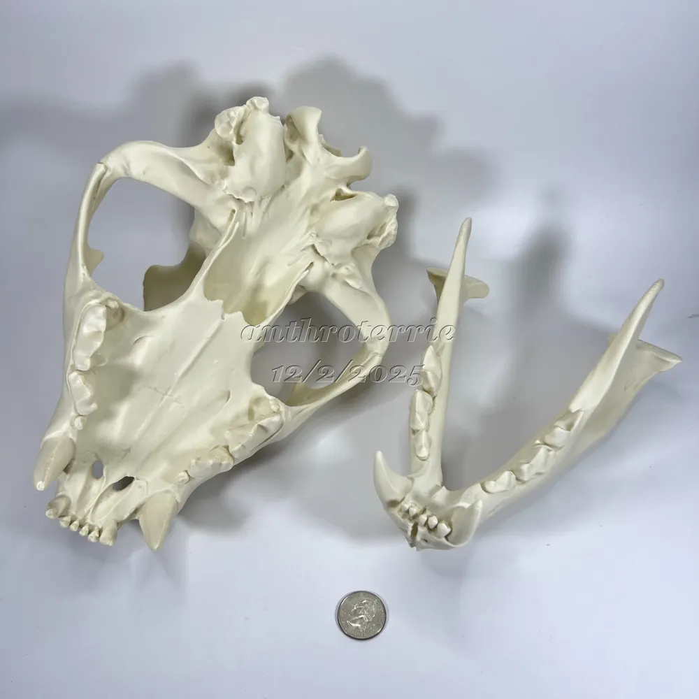 Lion Cranium and Mandible - Free 3D Print Model - MakerWorld