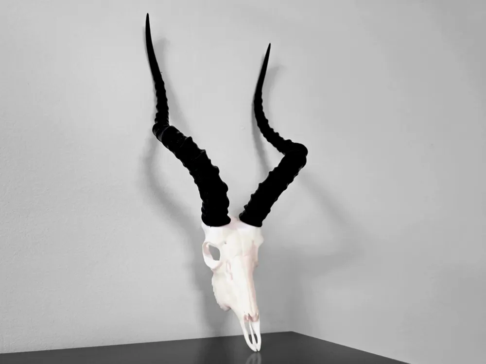 Impala Skull - Split Horns - New Skull - Free 3D Print Model - MakerWorld