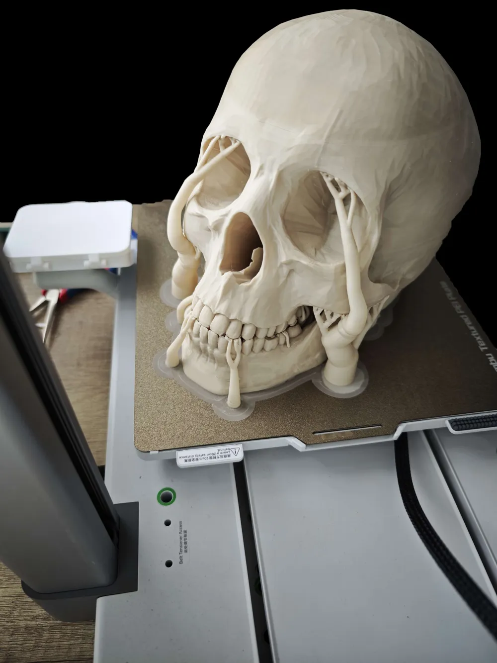 Crânio Humano Realista 1:1 - Modelo gratuito para impressão 3D - MakerWorld