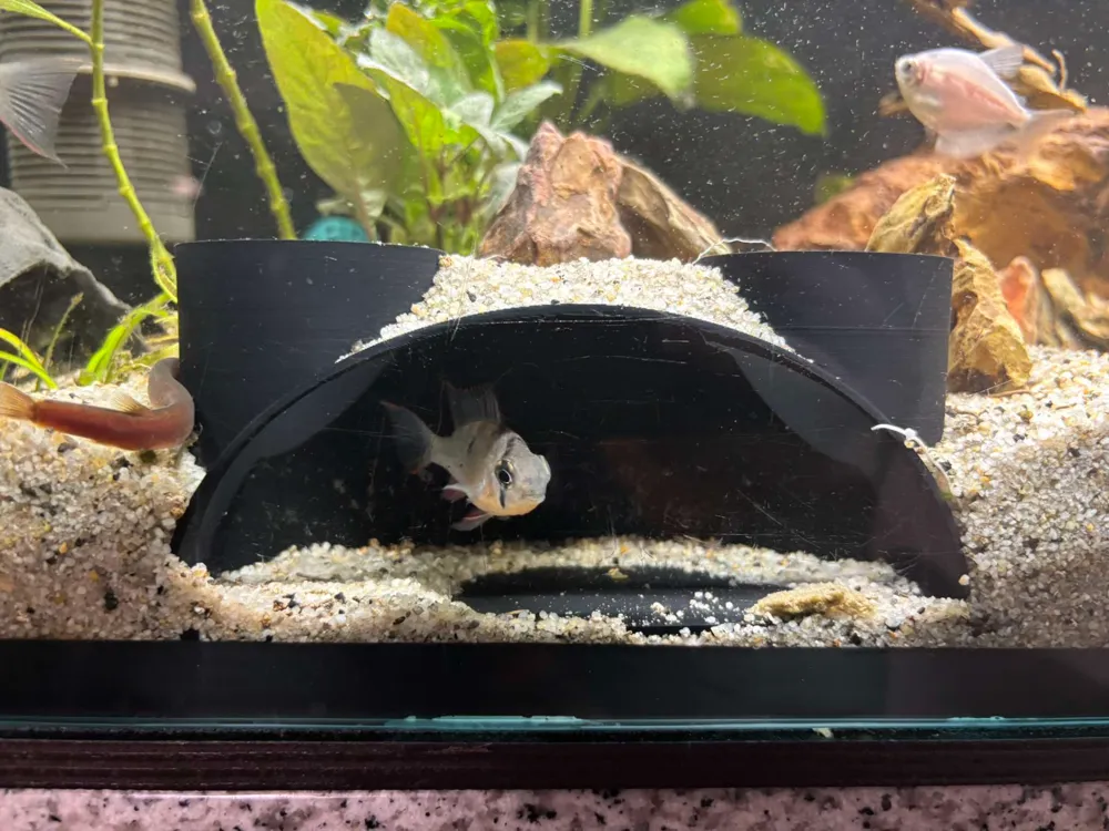 水族馆观赏洞穴 来自 Rangebear - MakerWorld