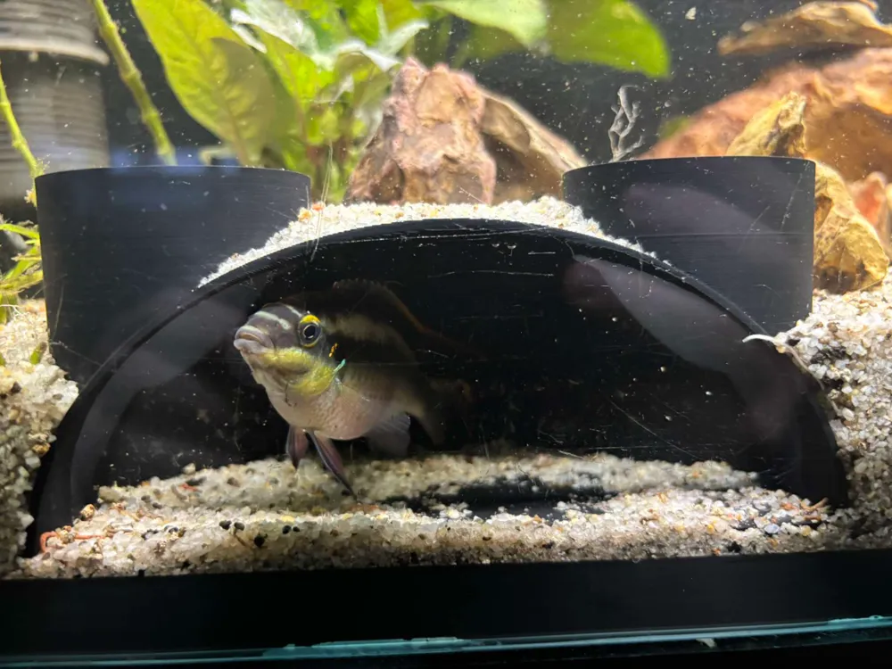 Aquarium observation cave by Rangebear - MakerWorld