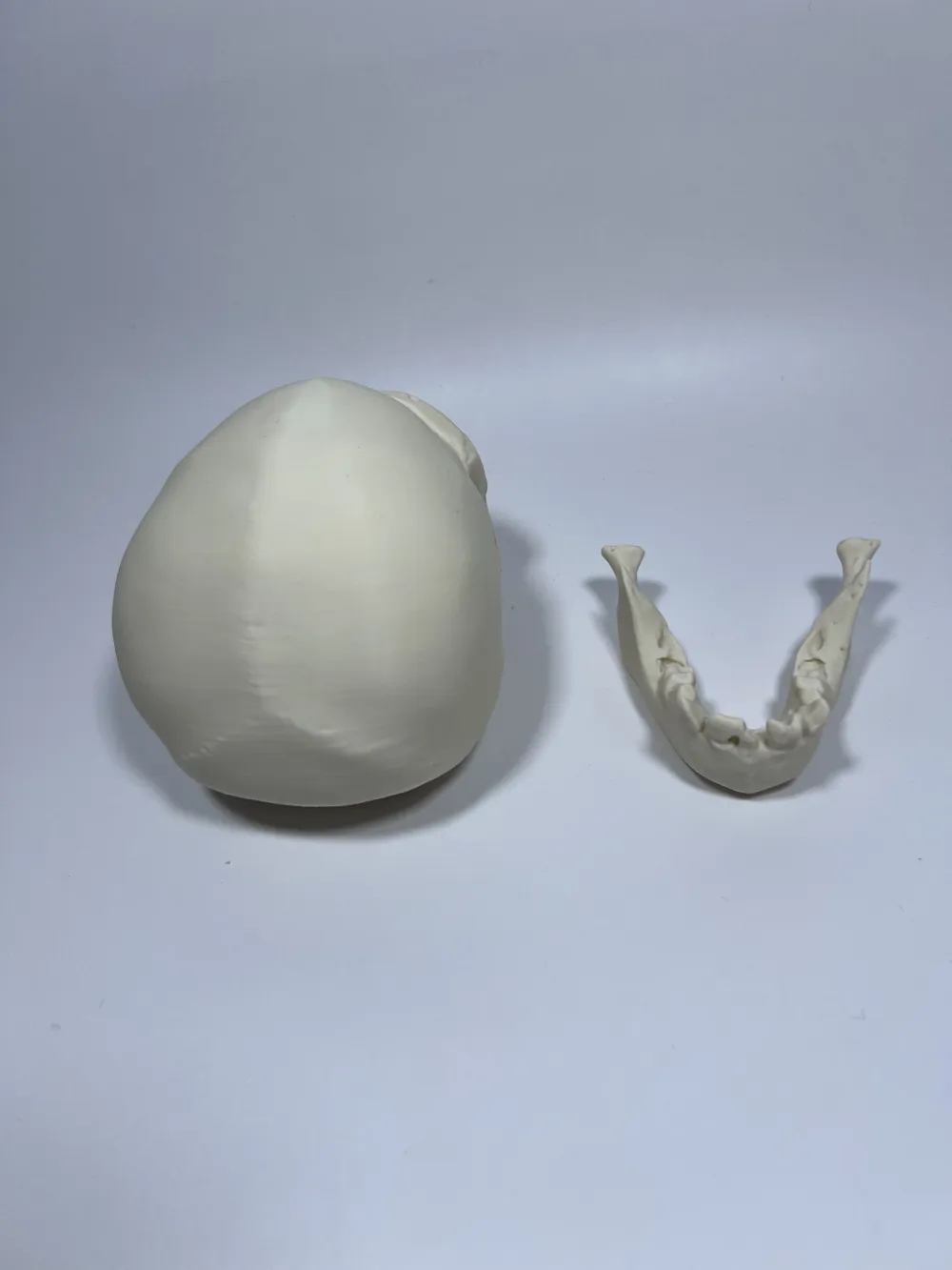 Young Chimpanzee Cranium and Mandible - Free 3D Print Model - MakerWorld