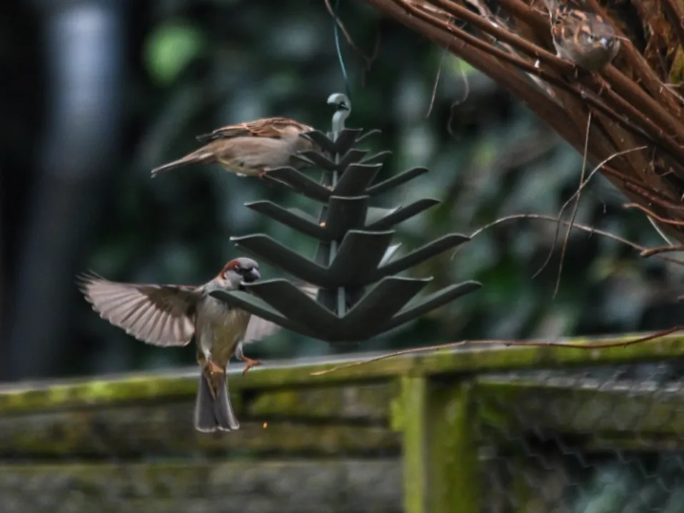 Birdfeeder pinecone - Free 3D Print Model - MakerWorld