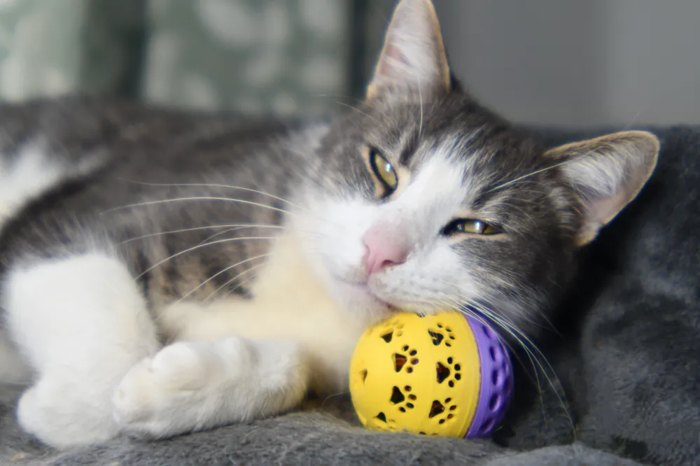 Cat Toy Poop Balls by vali - MakerWorld
