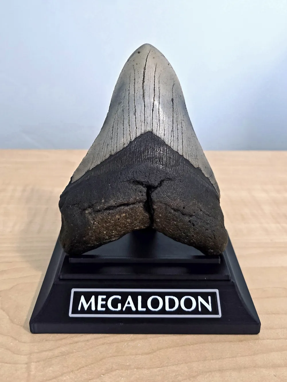 Megalodon Tooth Display Stand by Skippy369 MakerWorld: Download Free 3D ...
