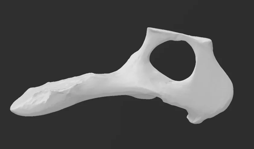 Dog Hip Bone 3D Scan by SolarTim - MakerWorld