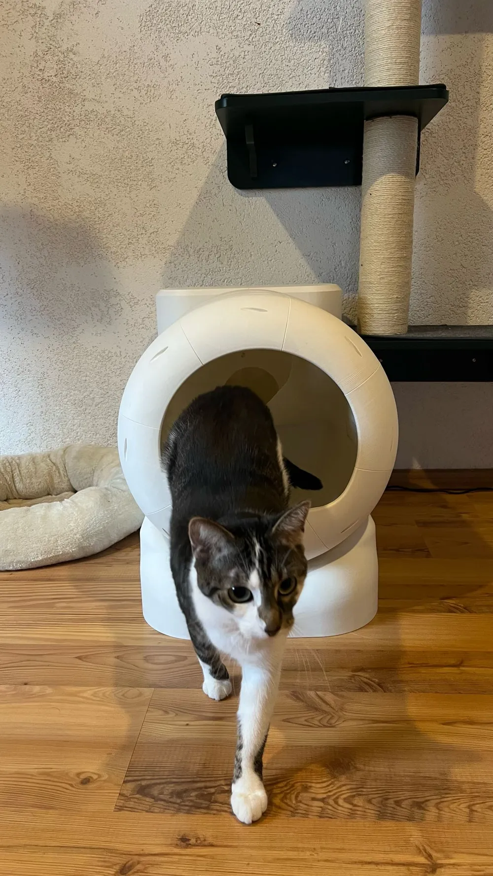 SmartCat Toilet by Dominik MakerWorld: Download Free 3D Models