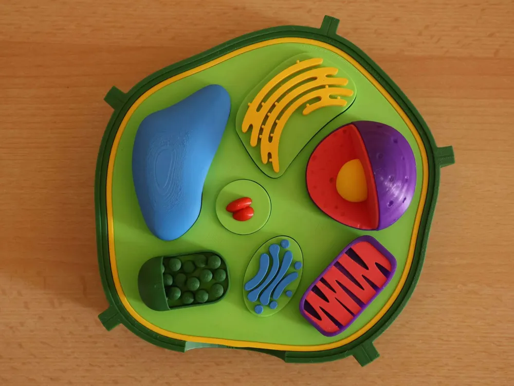 Interactive plant cell with magnets and NFC tags by jarak06 MakerWorld ...