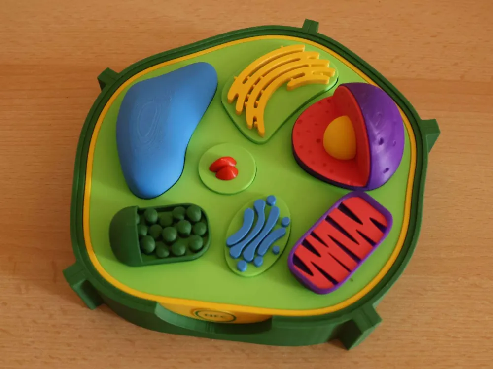 Interactive plant cell with magnets and NFC tags by jarak06 MakerWorld ...