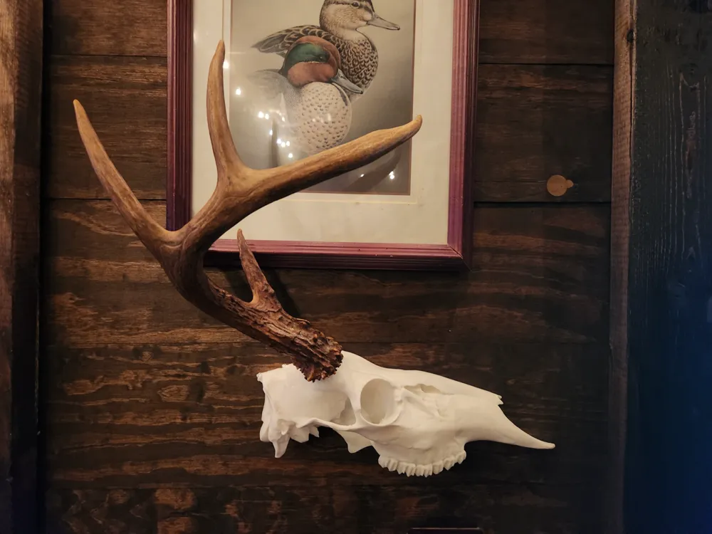 Half Deer Skull Antler Wall Mount by DTM247 MakerWorld: Download Free ...