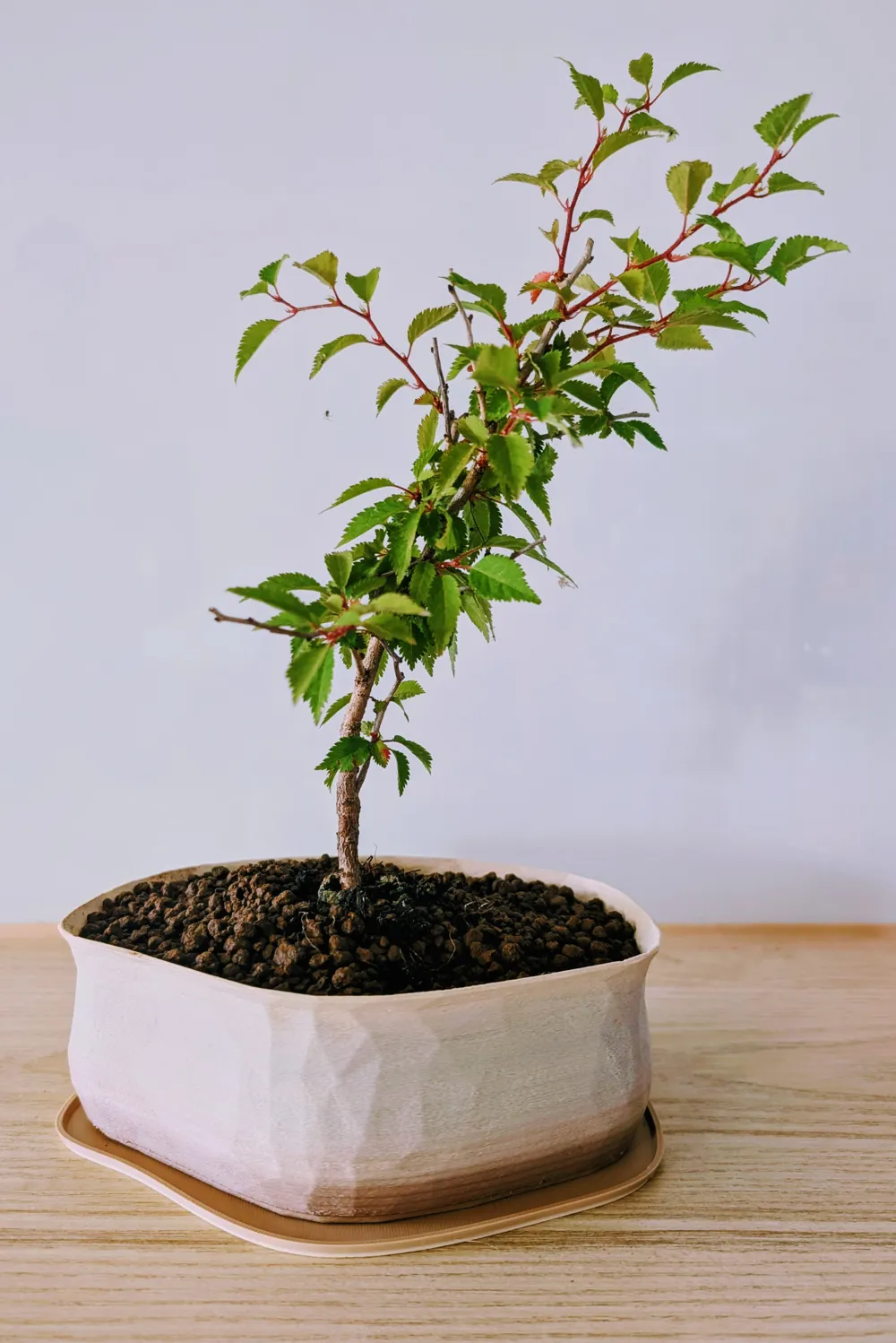 Freeform Bonsai Dish low poly fuzzy skin by Lemming2k MakerWorld ...
