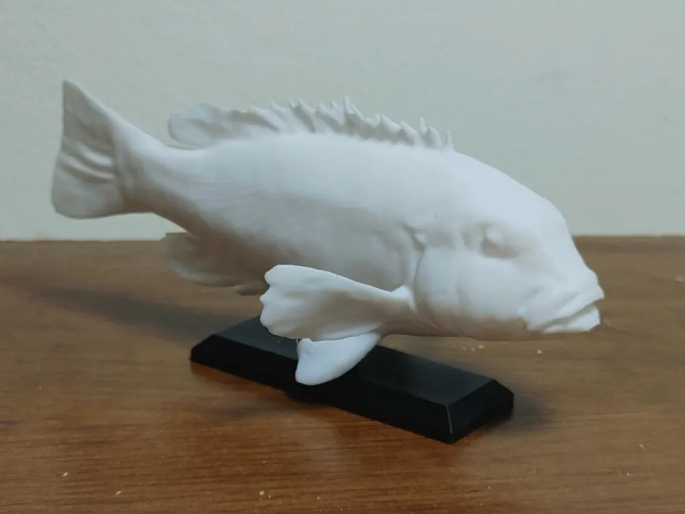 Tautog Fish Mount by Fish Prints - MakerWorld