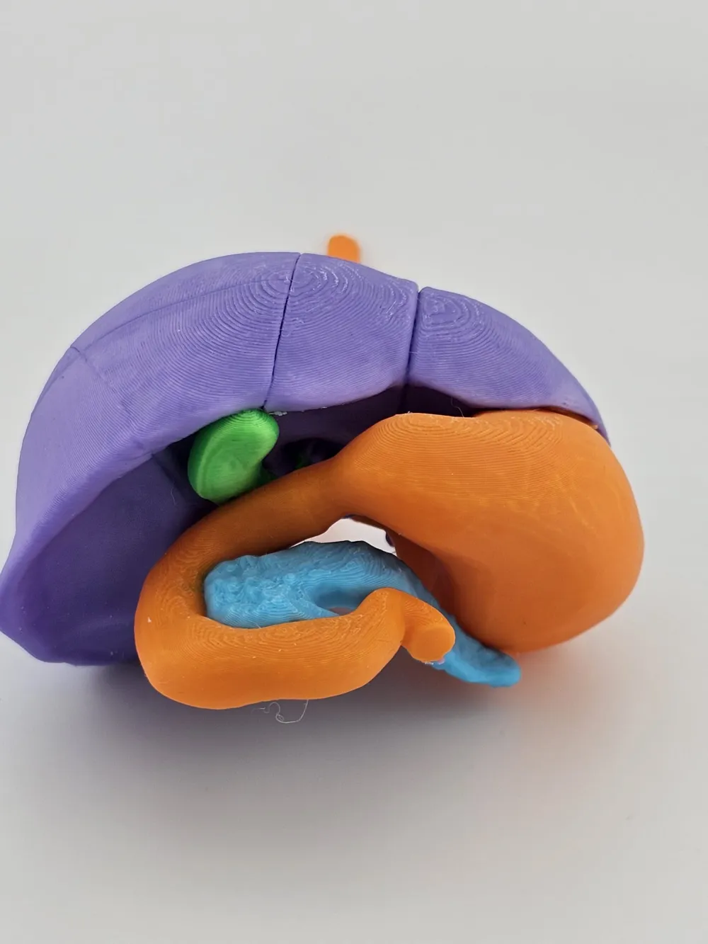 Gridfinity Anatomy: Upper Gastrointestinal Tract - Free 3D Print Model ...