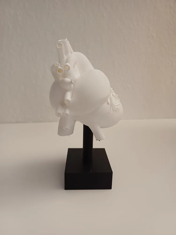 anatomical heart - Free 3D Print Model - MakerWorld