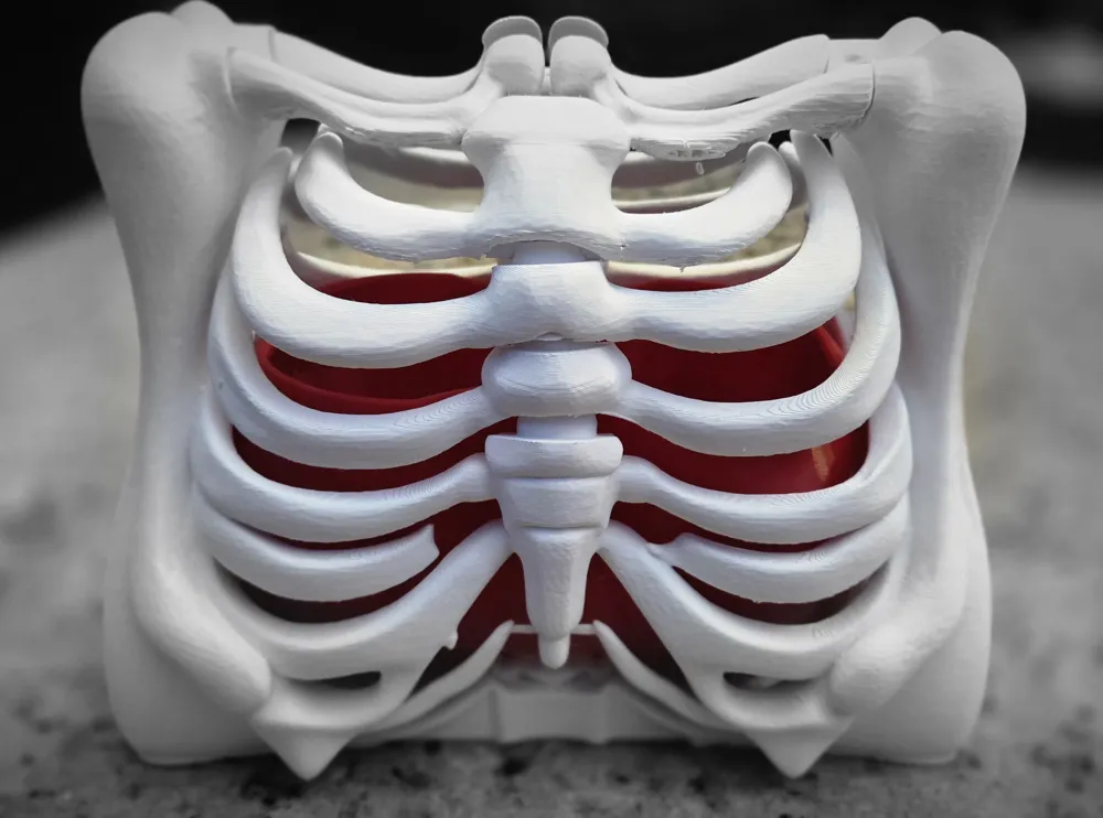 Bone Bag - TPU Insert by miami4quad MakerWorld: Download Free 3D Models