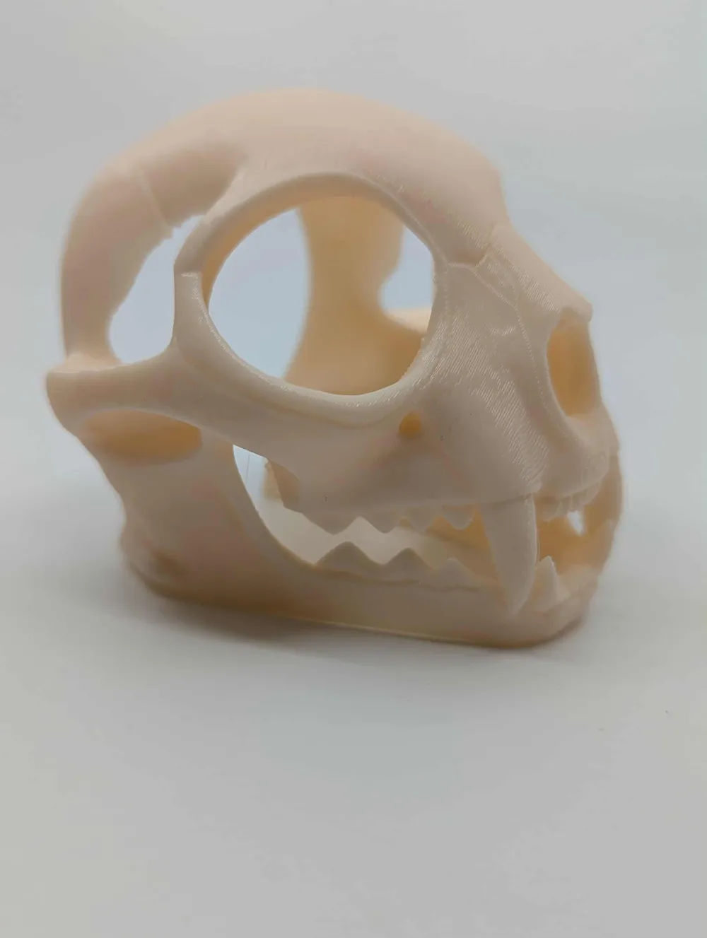 Cat Skull Hide - Free 3D Print Model - MakerWorld
