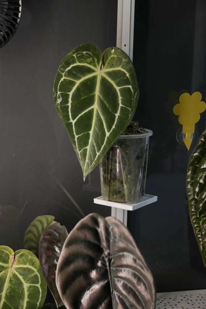 IKEA MILSBO display case plant shelf by Lore_riderrMakerWorld: Download ...