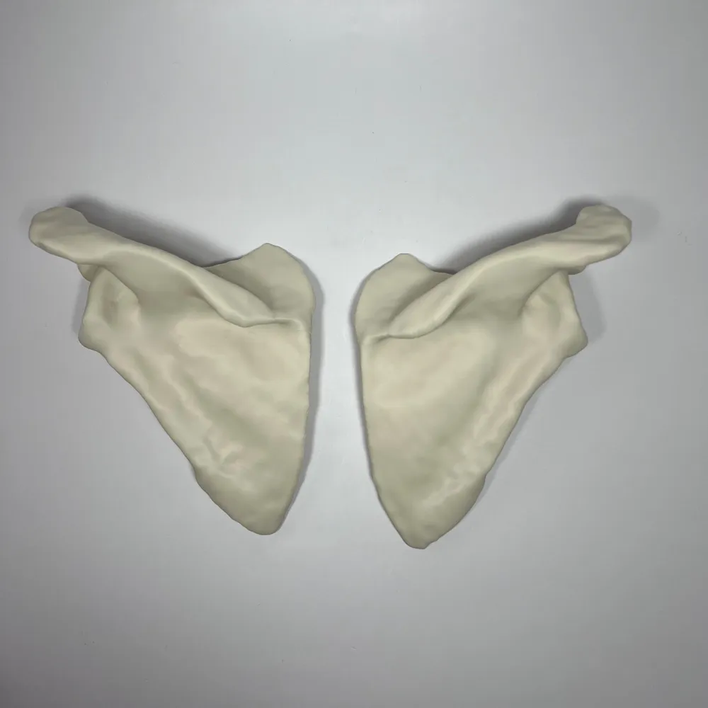 Visible Human Female Left and Right Scapula by anthroterrie MakerWorld ...