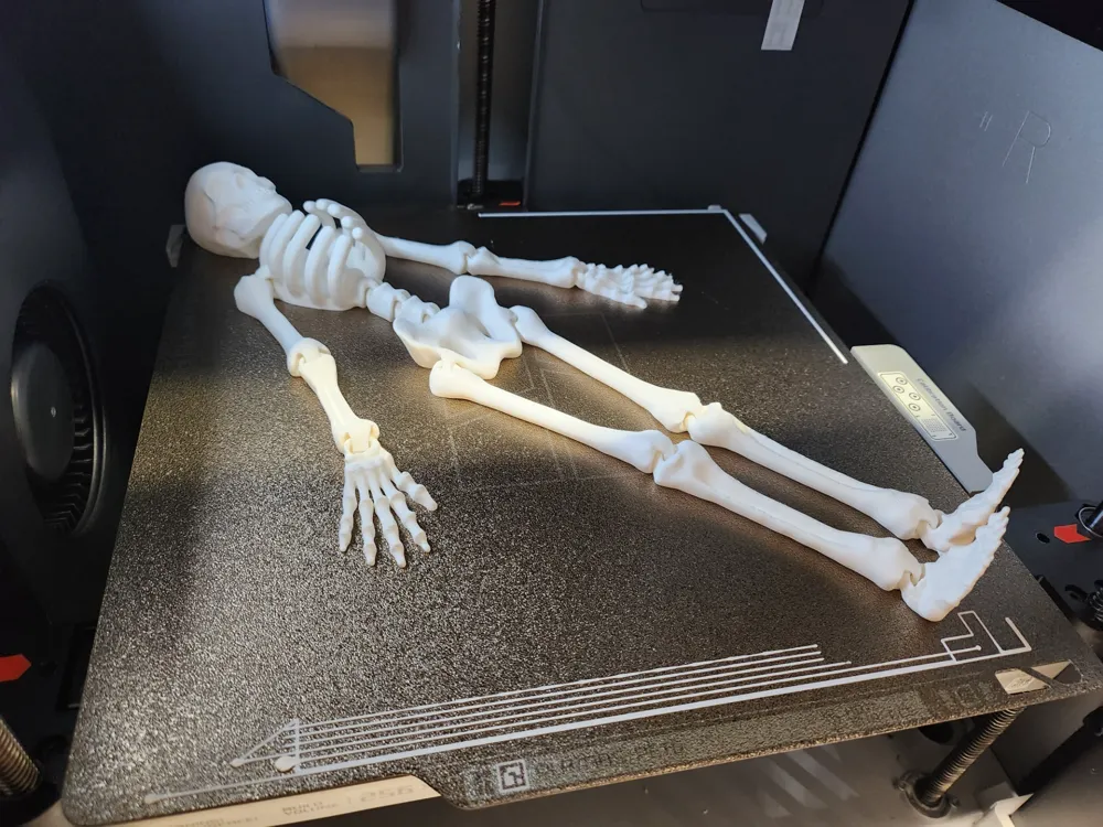 Flexi skeleton by uni3Dworld MakerWorld: Download Free 3D Models