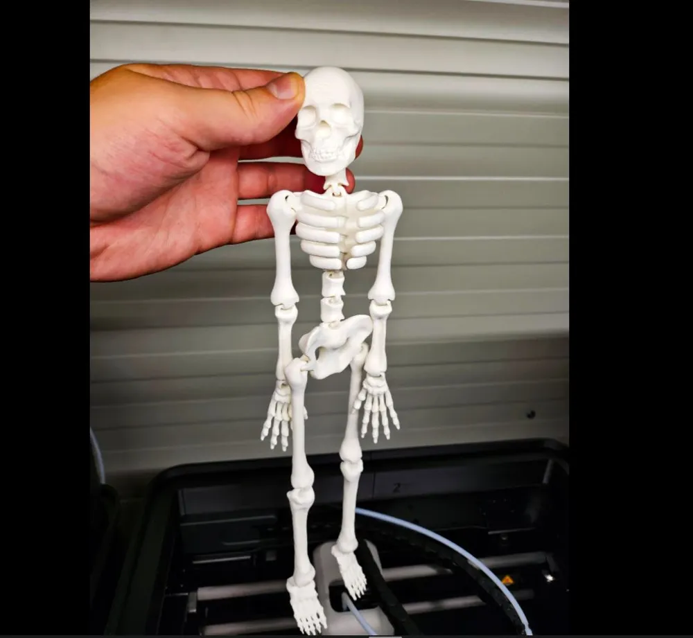 Flexi skeleton by uni3Dworld MakerWorld: Download Free 3D Models