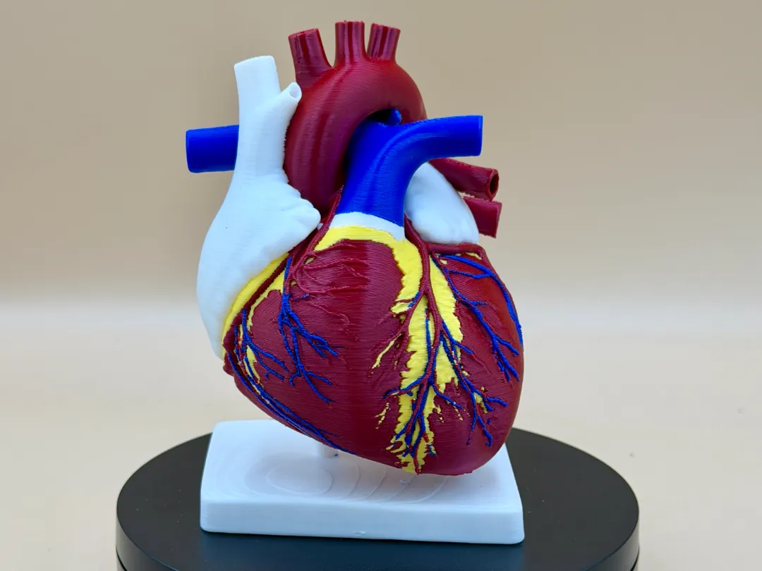 Heart of Life – Anatomical Heart Display - Free 3D Print Model - MakerWorld