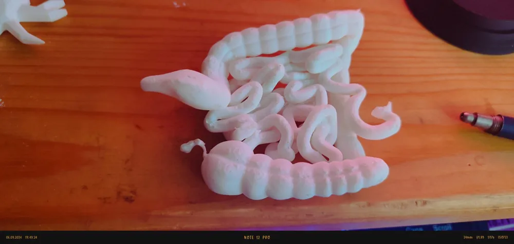 Anatomical model of the small and large intestine by N0va42 MakerWorld ...