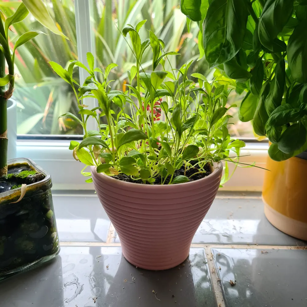 Simple Plant Pot by Panic & Confusion - MakerWorld