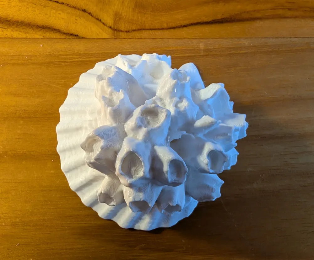 Barnacles on a Scallop Shell Remixed by Elmar - MakerWorld