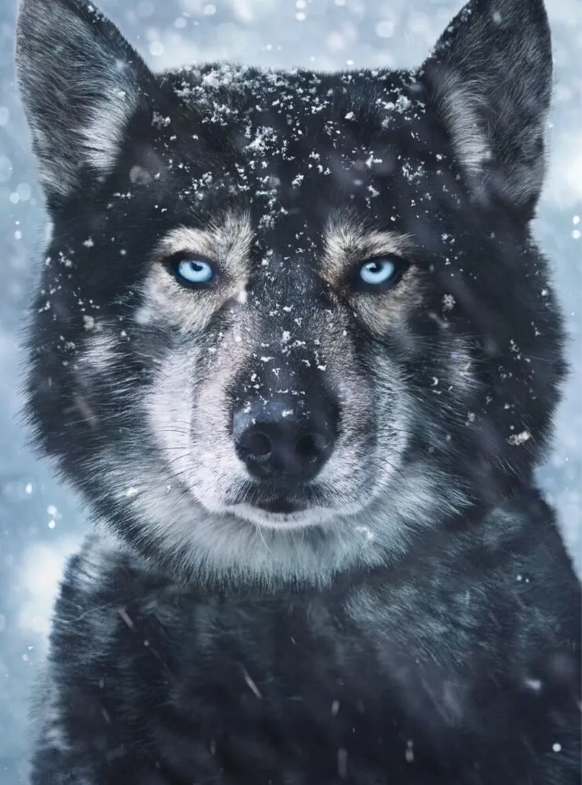 Hueforge of Togo Agouti Siberian Husky - Free 3D Print Model - MakerWorld