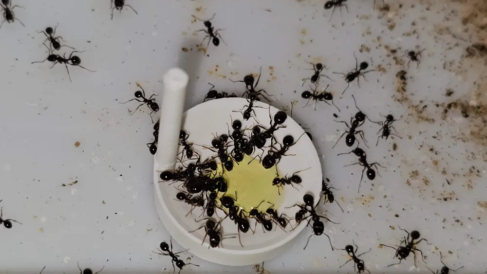 Simple ant farm food tray by ThePRG - MakerWorld