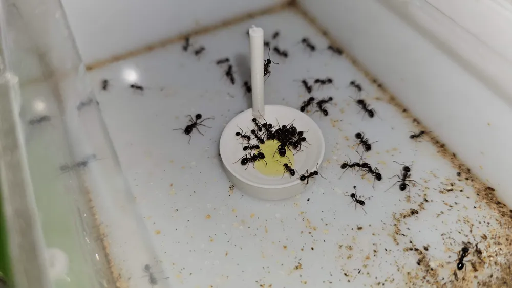 Simple ant farm food tray by ThePRG - MakerWorld