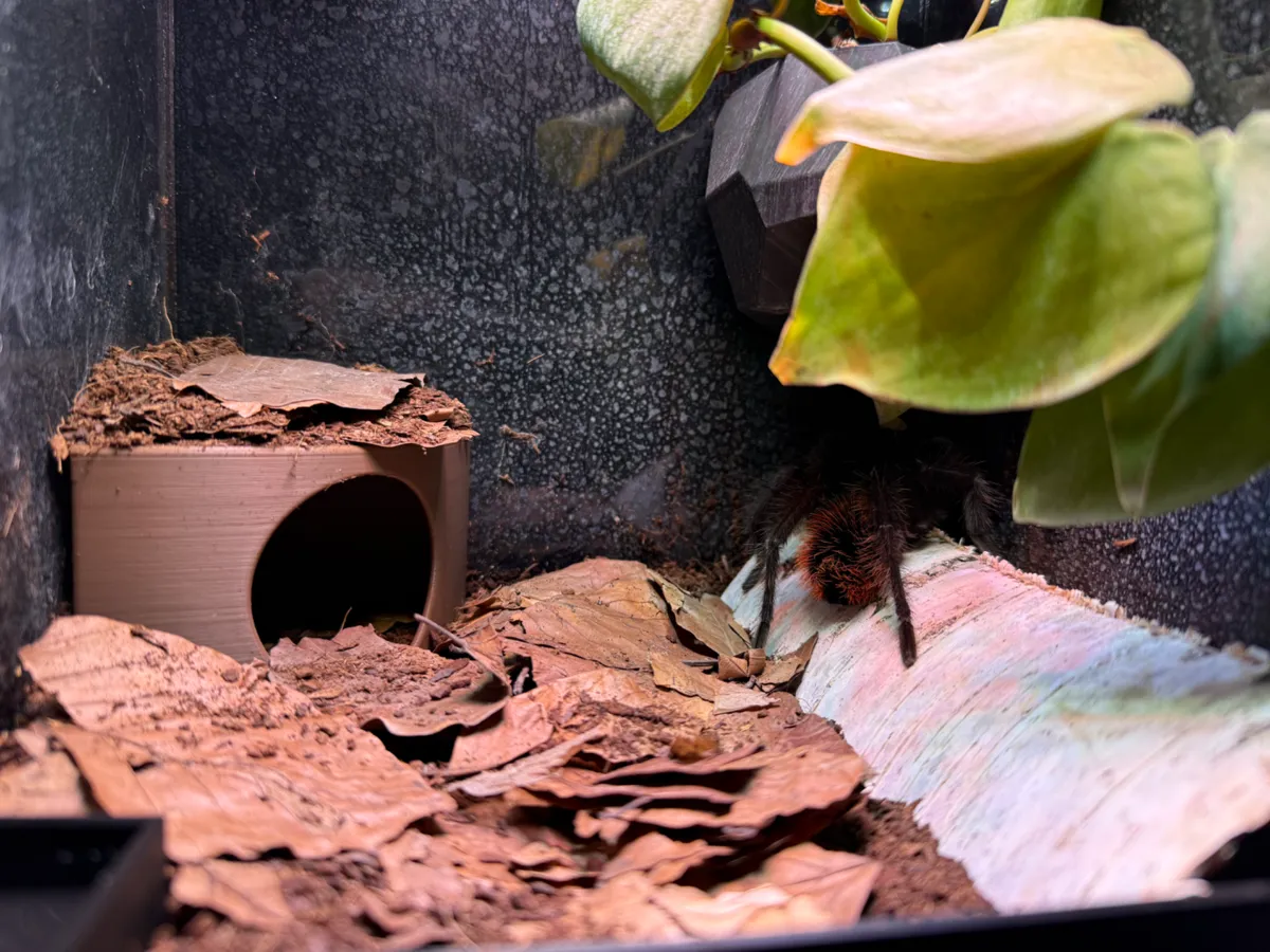 Tarantula Terrarium Hide - Free 3D Print Model - MakerWorld