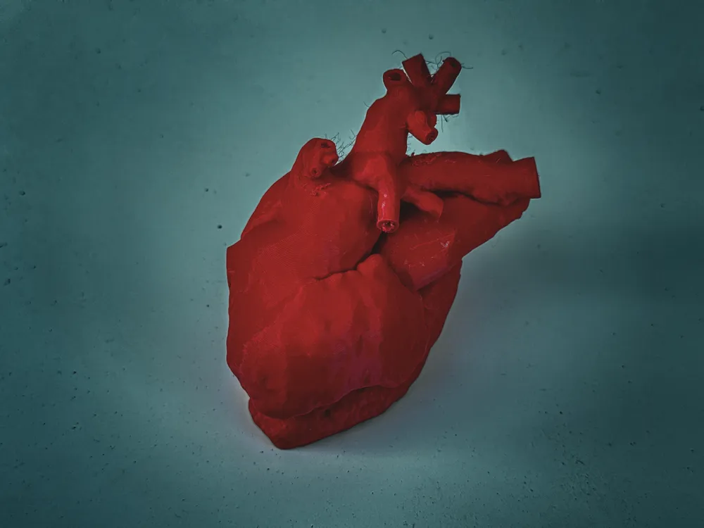 Anatomical Human Heart Model by Captain.Kadir MakerWorld: Download Free ...