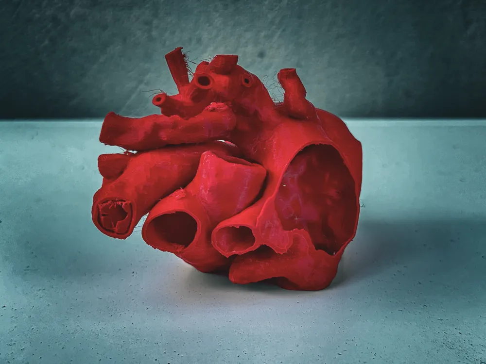 Anatomical Human Heart Model - Free 3D Print Model - MakerWorld