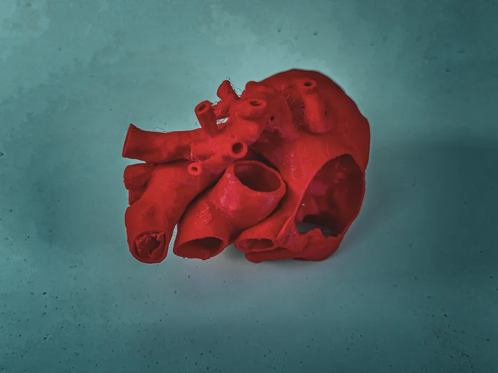 Anatomical Human Heart Model by Captain.Kadir MakerWorld: Download Free ...