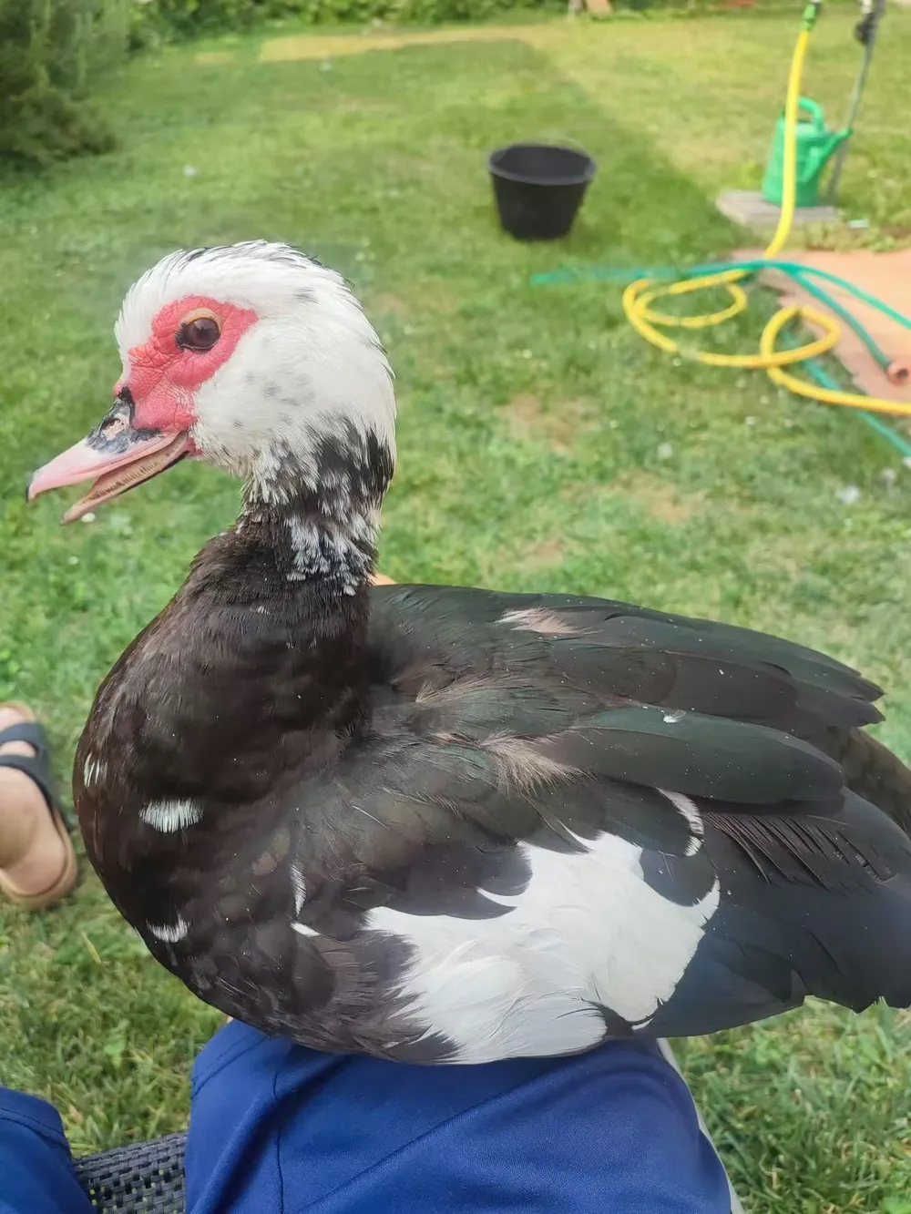 Pato Musculoso - Modelo gratuito para impressão 3D - MakerWorld