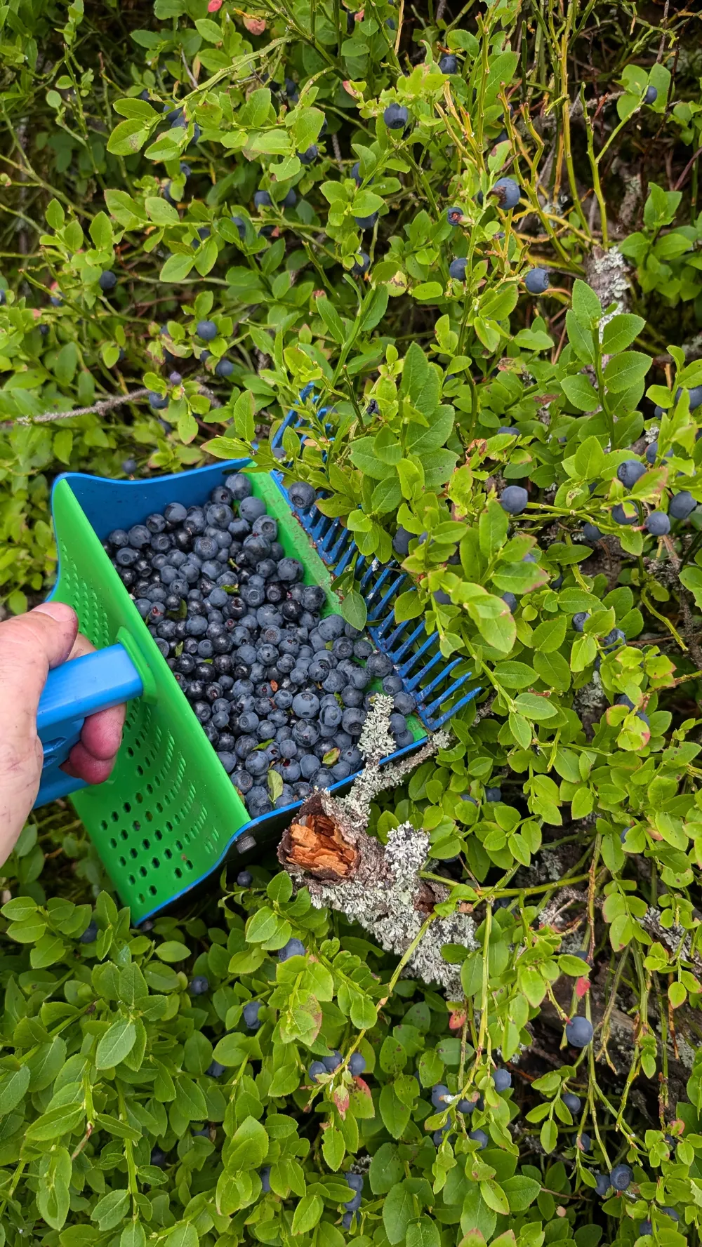 Ultimate Berry Picker - Free 3D Print Model - MakerWorld